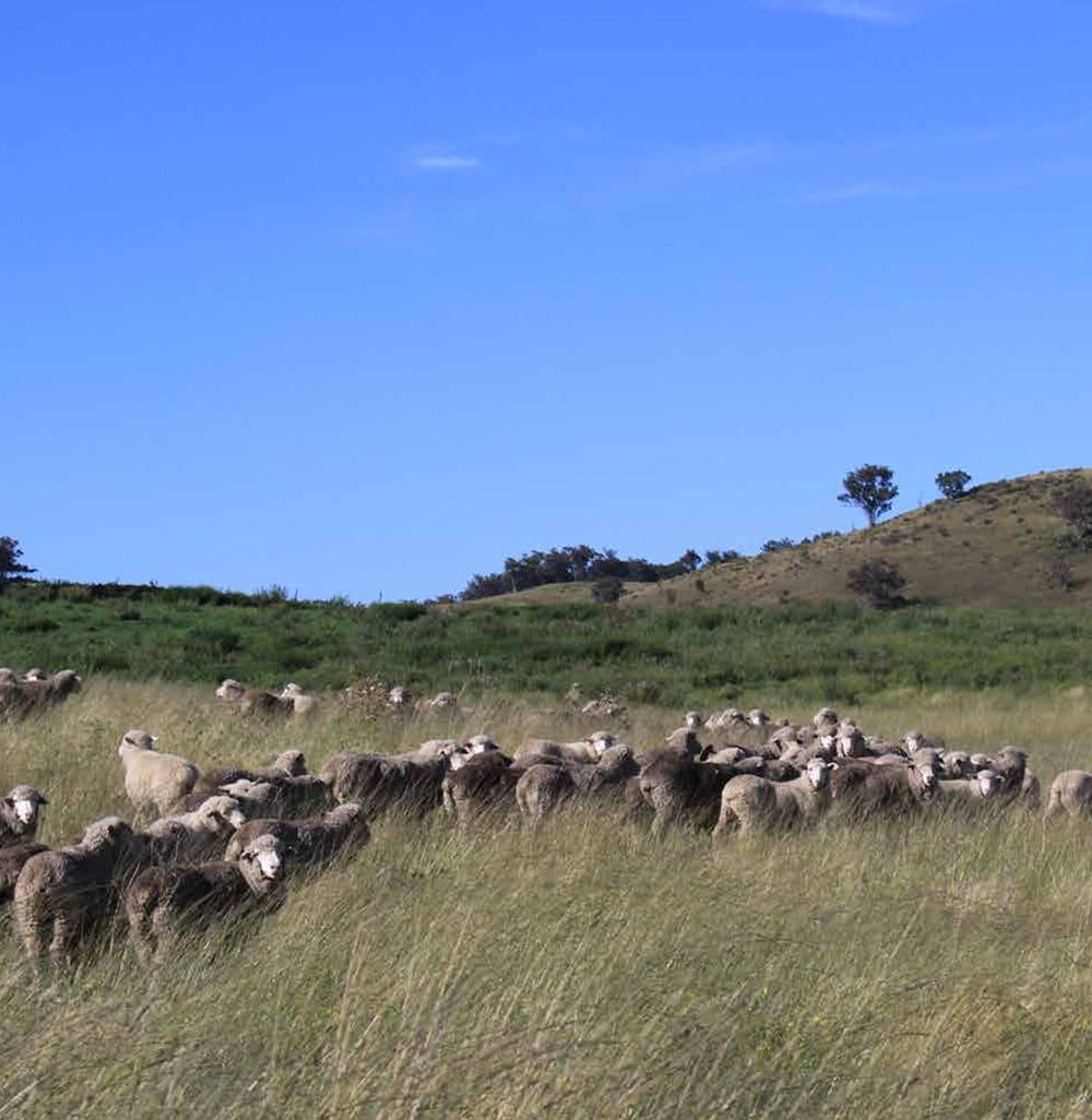 Geelong Lambswool | Celtic & Co. US